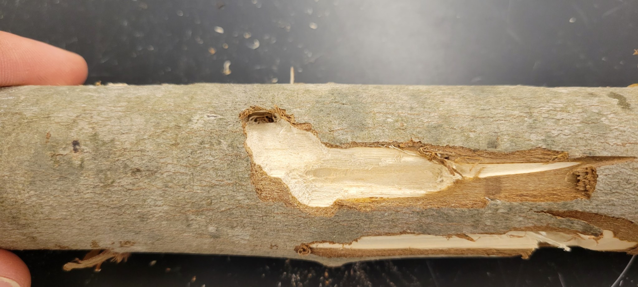 From Biological Control for the USDA to Tree Climbing – Joshua Maloney